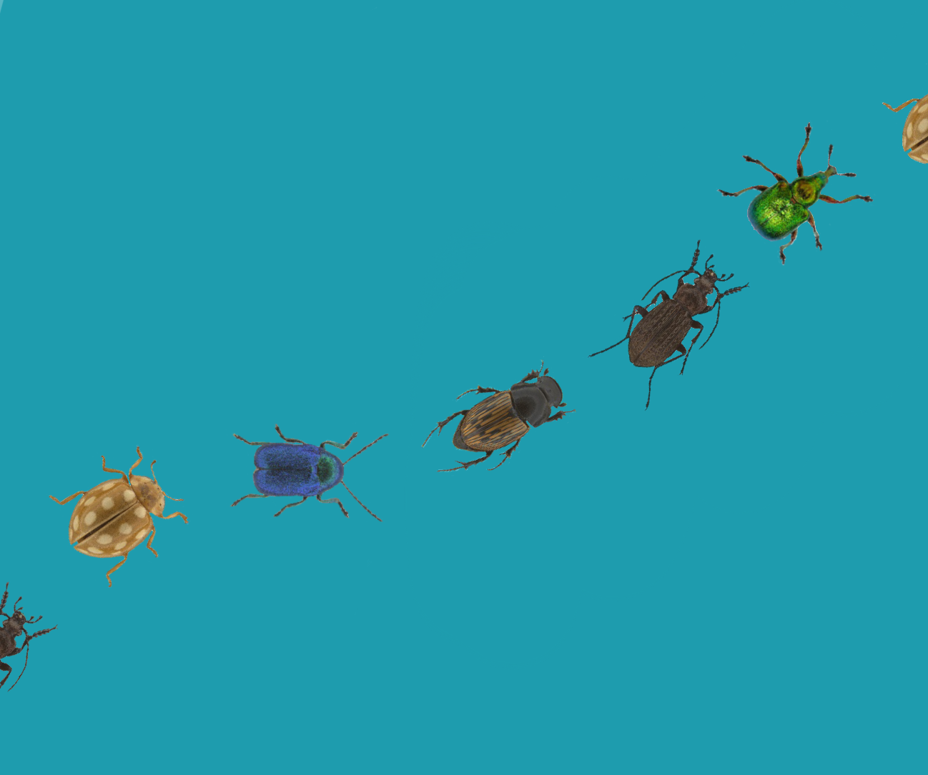 An Insect Adventure Workshop | Oxford University Museum of Natural History