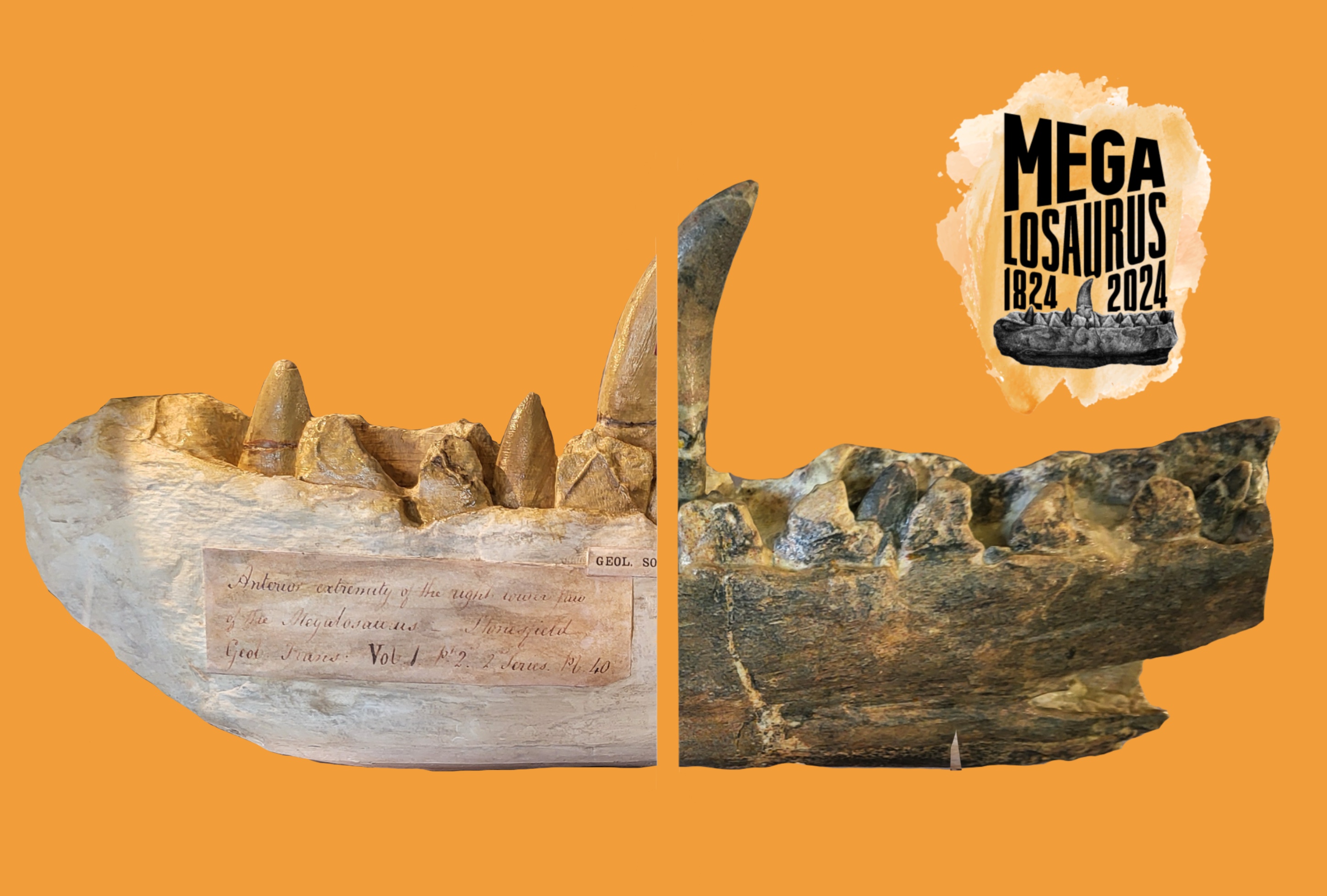 Replicating the magnificent Megalosaurus | Oxford University Museum of ...