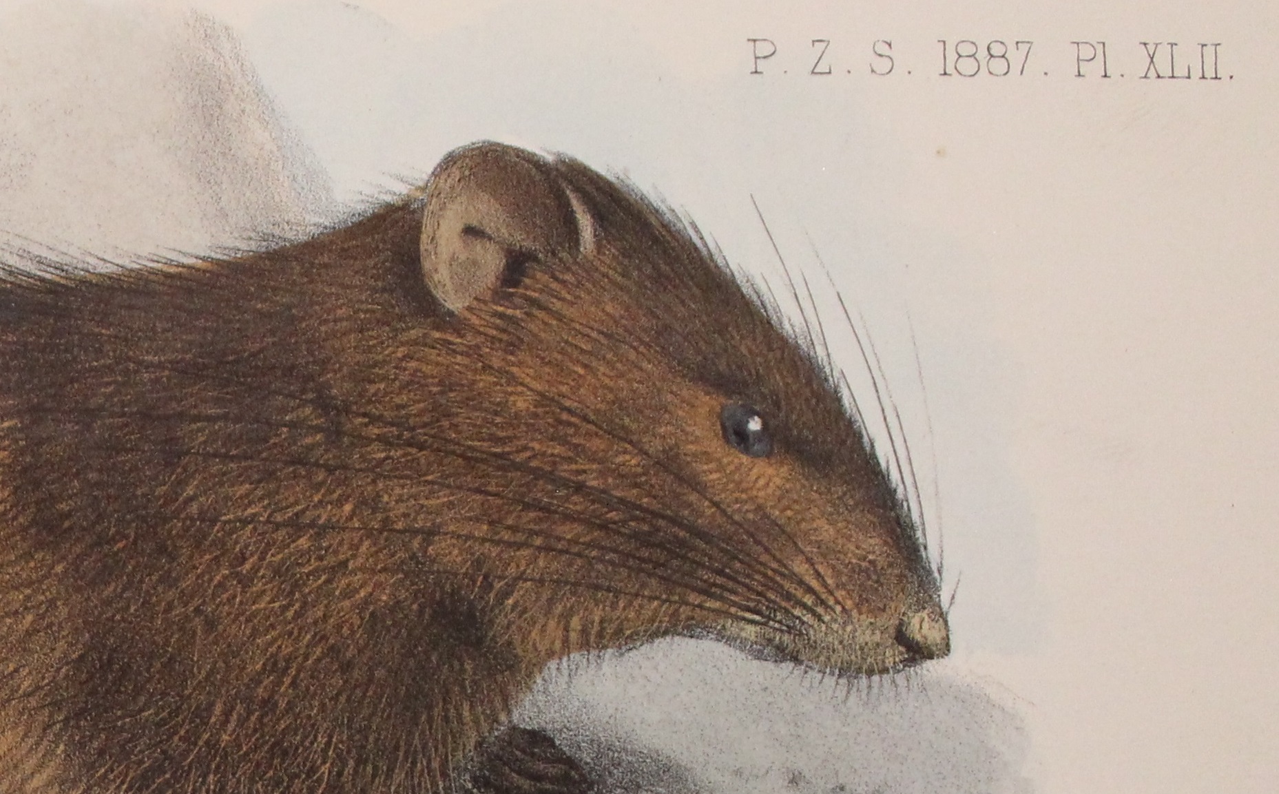 Christmas Island | Oxford University Museum of Natural History