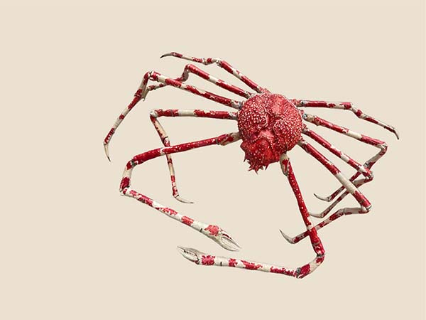 Arthropods and their huge diversity of size | Oxford University Museum ...