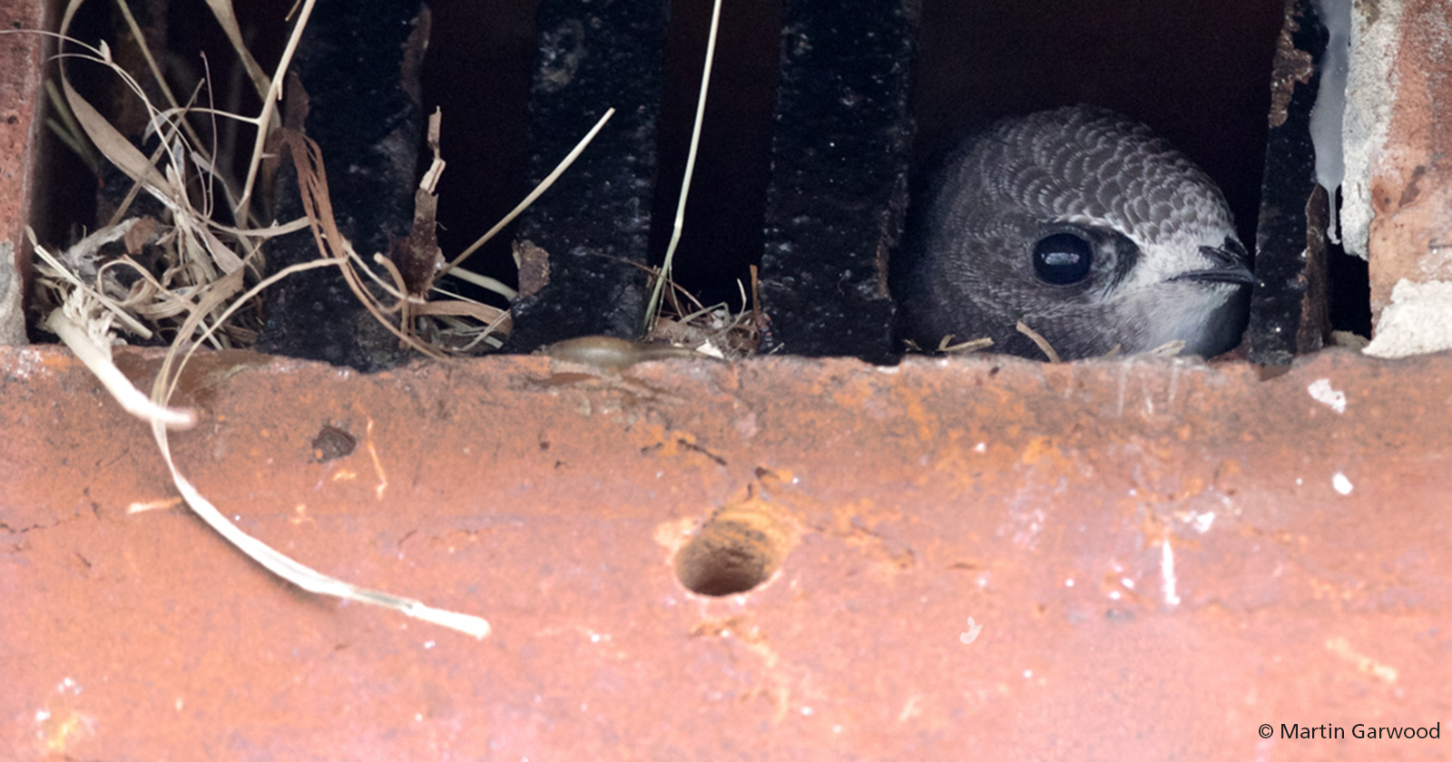 Swifts in the tower | Oxford University Museum of Natural History