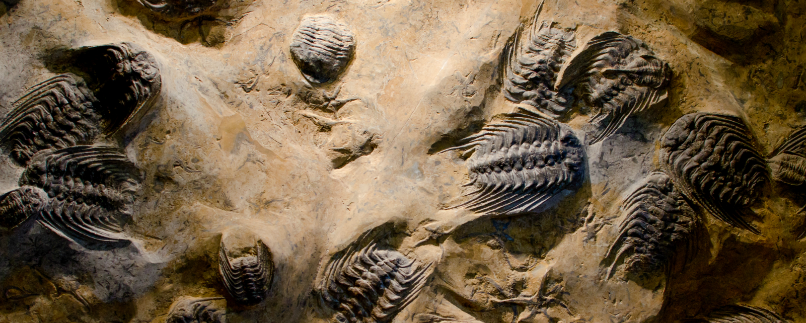 Trilobite wall | Oxford University Museum of Natural History