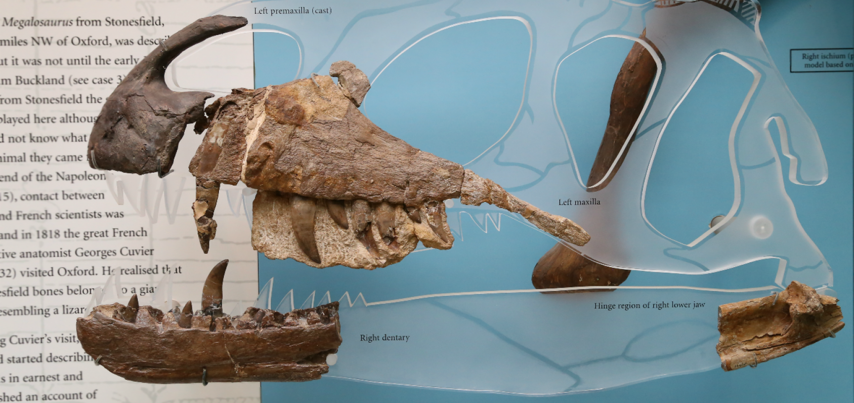 The Oxfordshire Dinosaurs | Oxford University Museum of Natural History