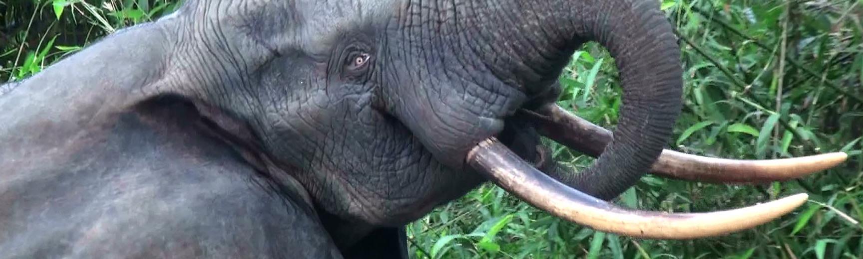 Elephants, Biodiversity and Climate Change | Oxford University Museum ...