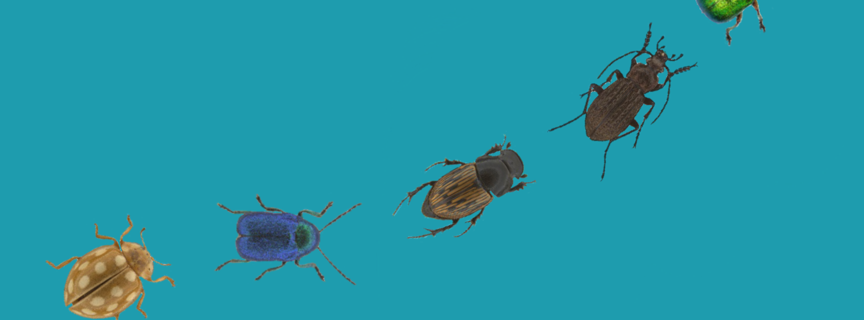 An Insect Adventure Workshop | Oxford University Museum of Natural History