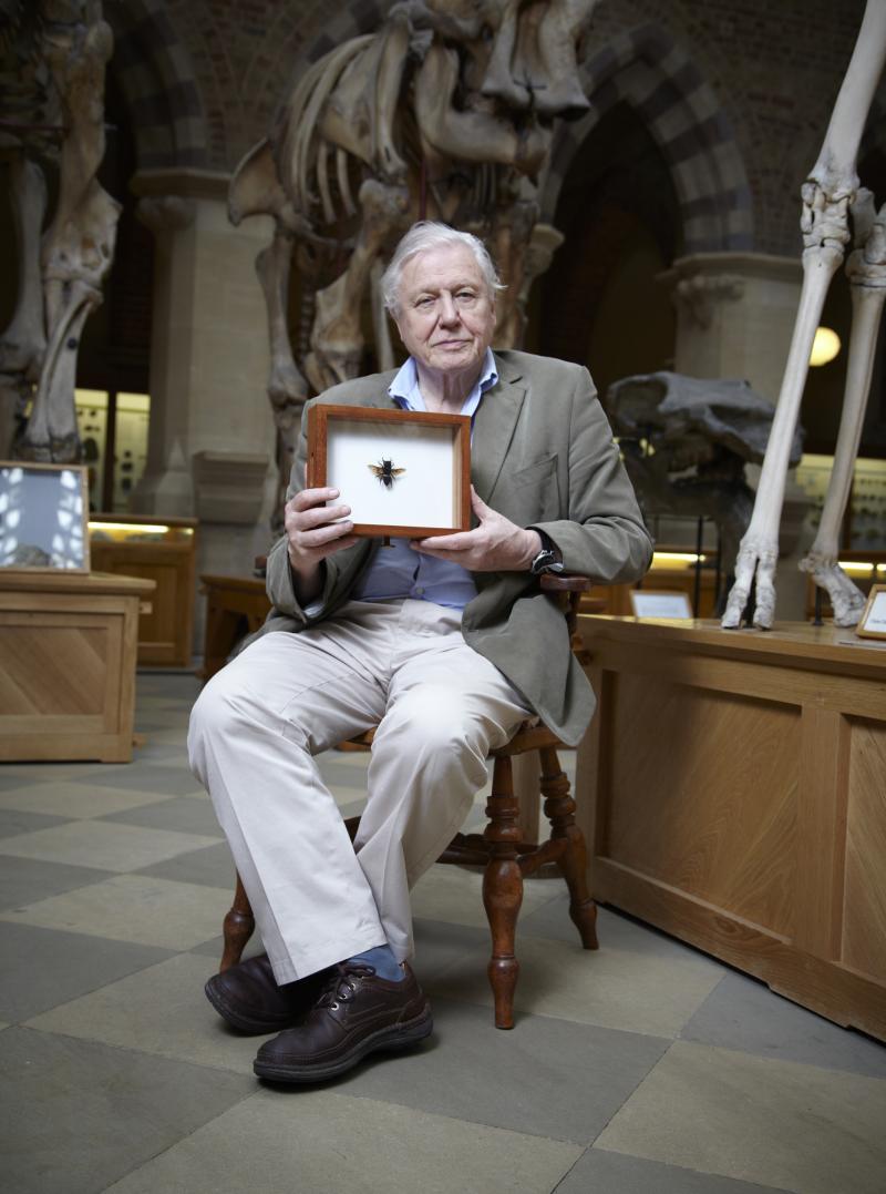 Alfred Russel Wallace | Oxford University Museum of Natural History